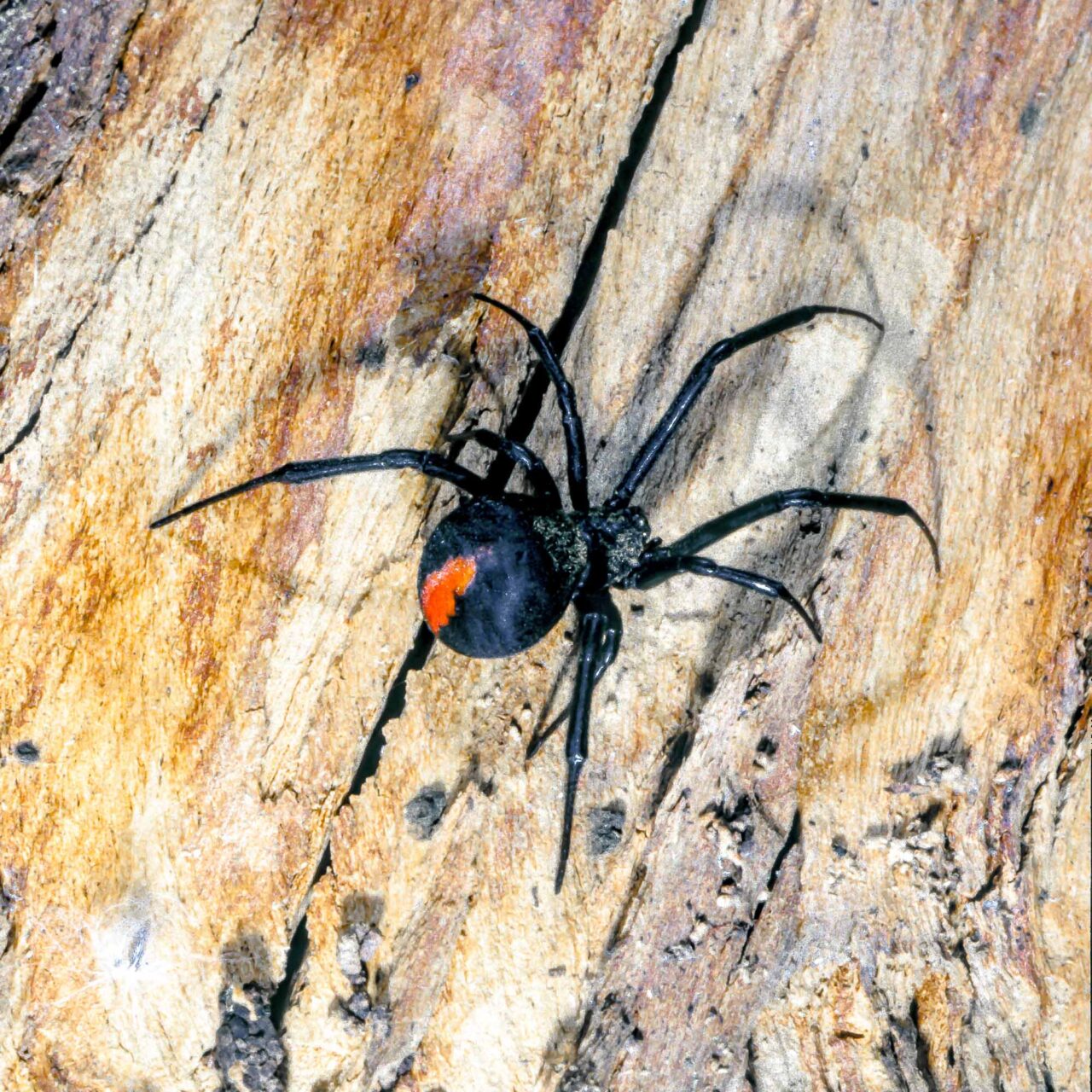 Redback Spider - Peter Rowland Photographer & Writer