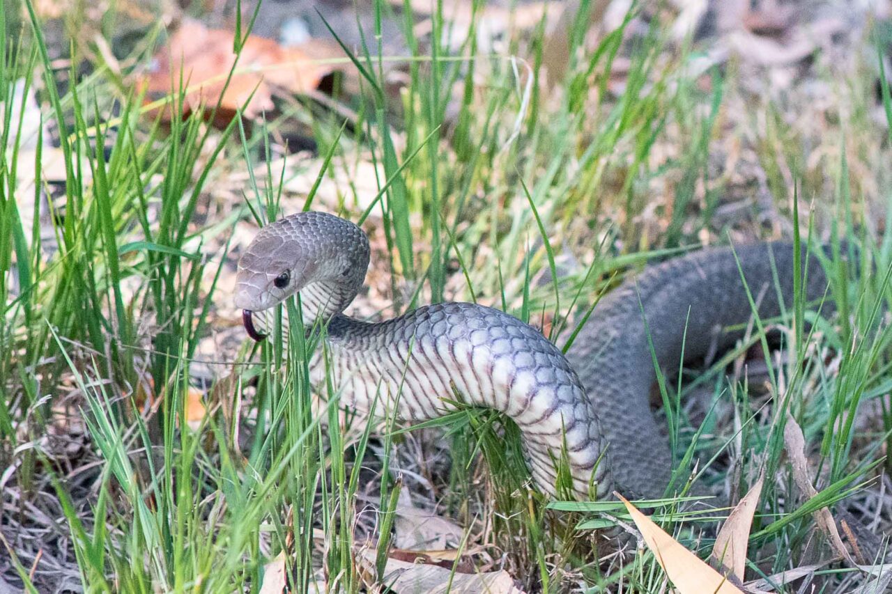 Common Brown Snake - Peter Rowland Photographer & Writer