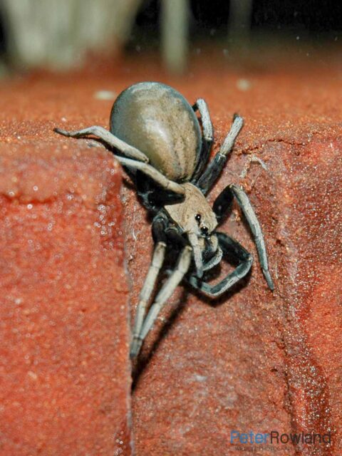 Barking Spider - Peter Rowland Photographer & Writer