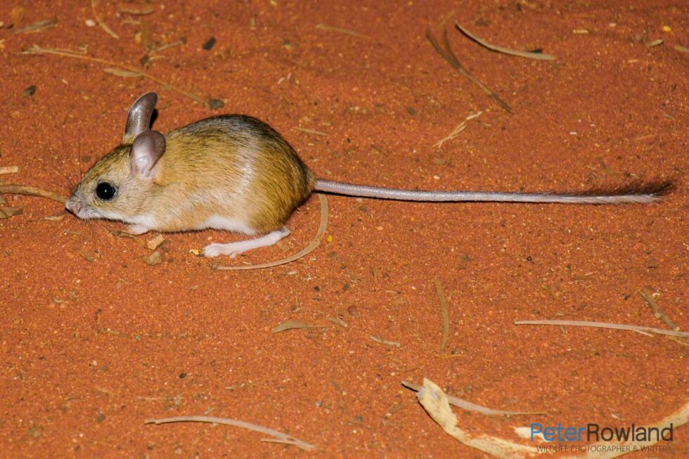 Spinifex Hopping-mouse - Peter Rowland Photographer & Writer