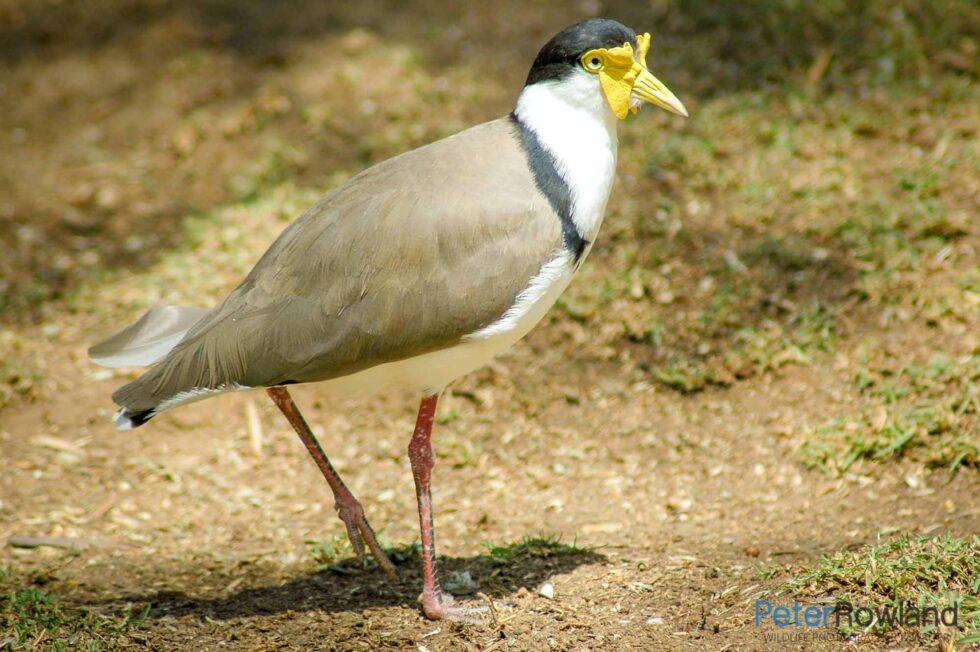 Masked Lapwing - Peter Rowland Photographer & Writer