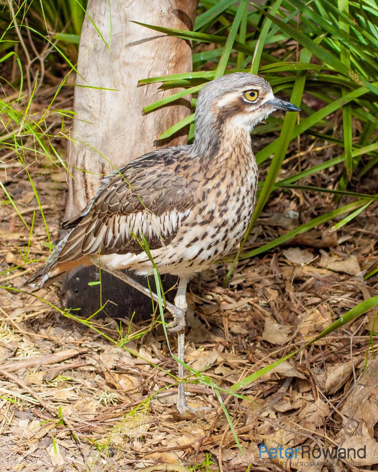 Bush Stone-Curlew - Peter Rowland Photographer & Writer