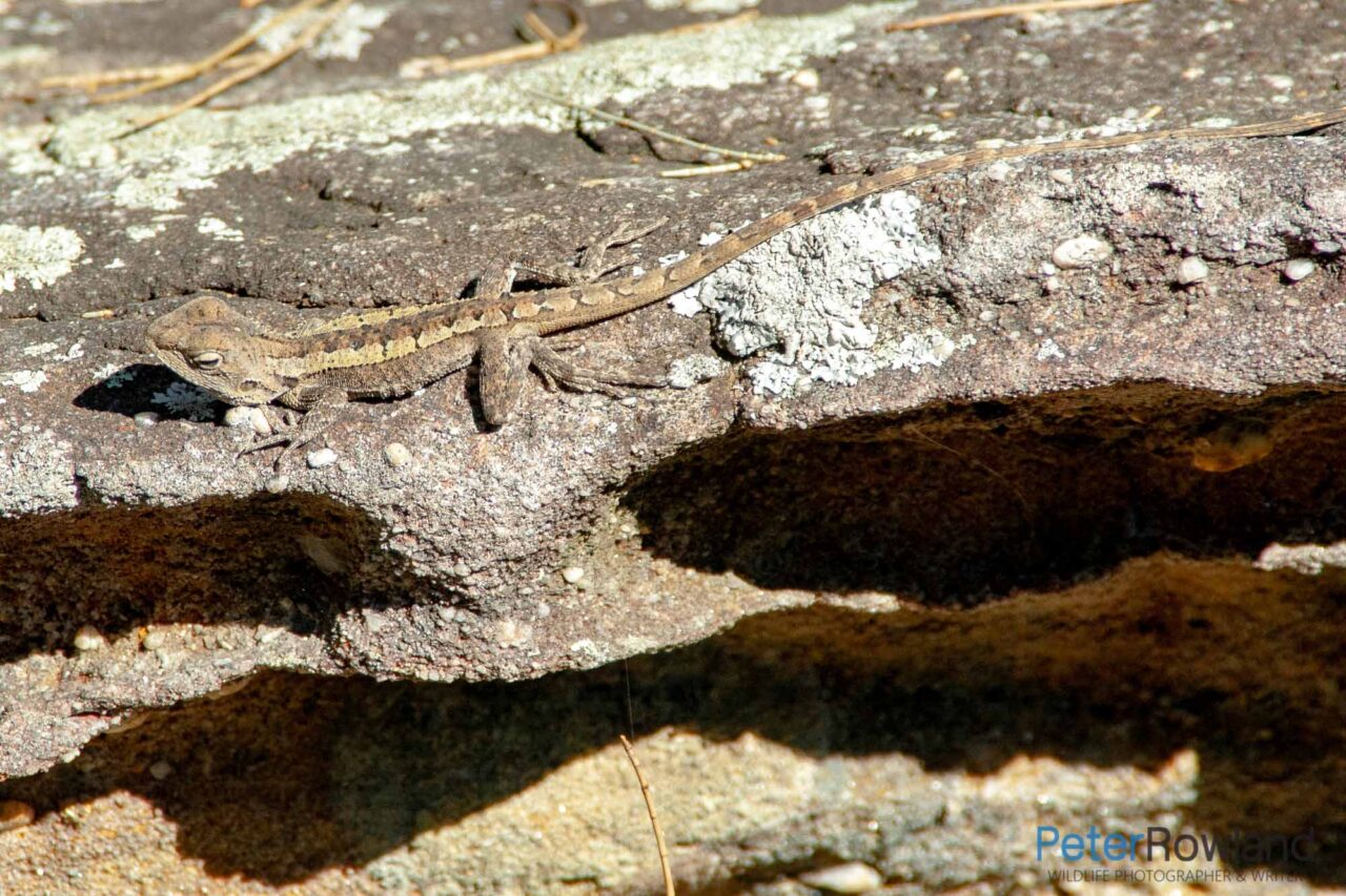 Jacky Lizard - Peter Rowland Photographer & Writer