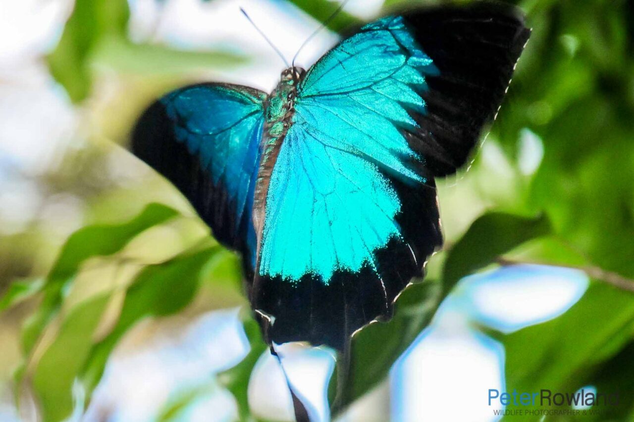 Ulysses Swallowtail - Peter Rowland Photographer & Writer