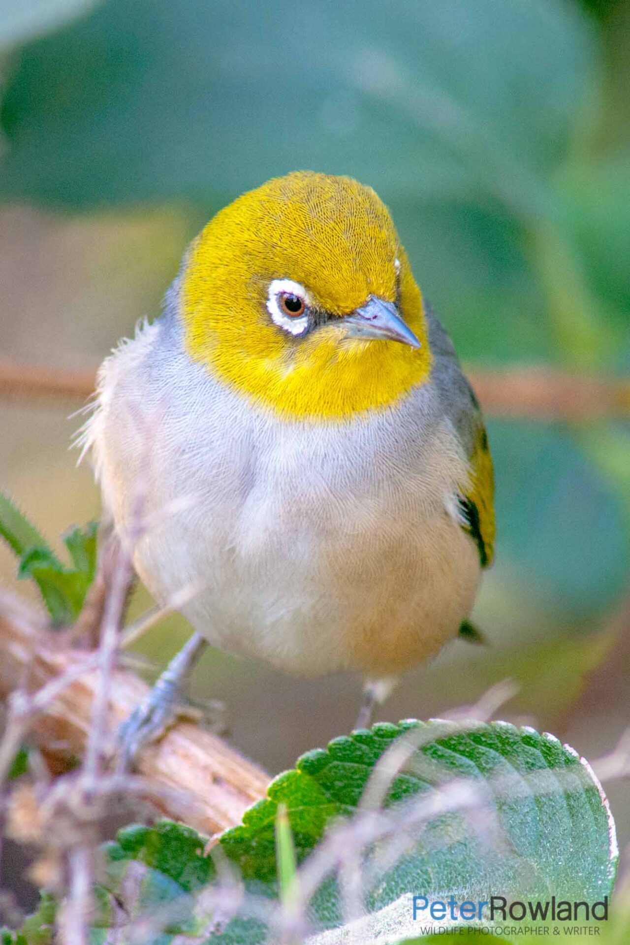 Silvereye - Peter Rowland Photographer & Writer