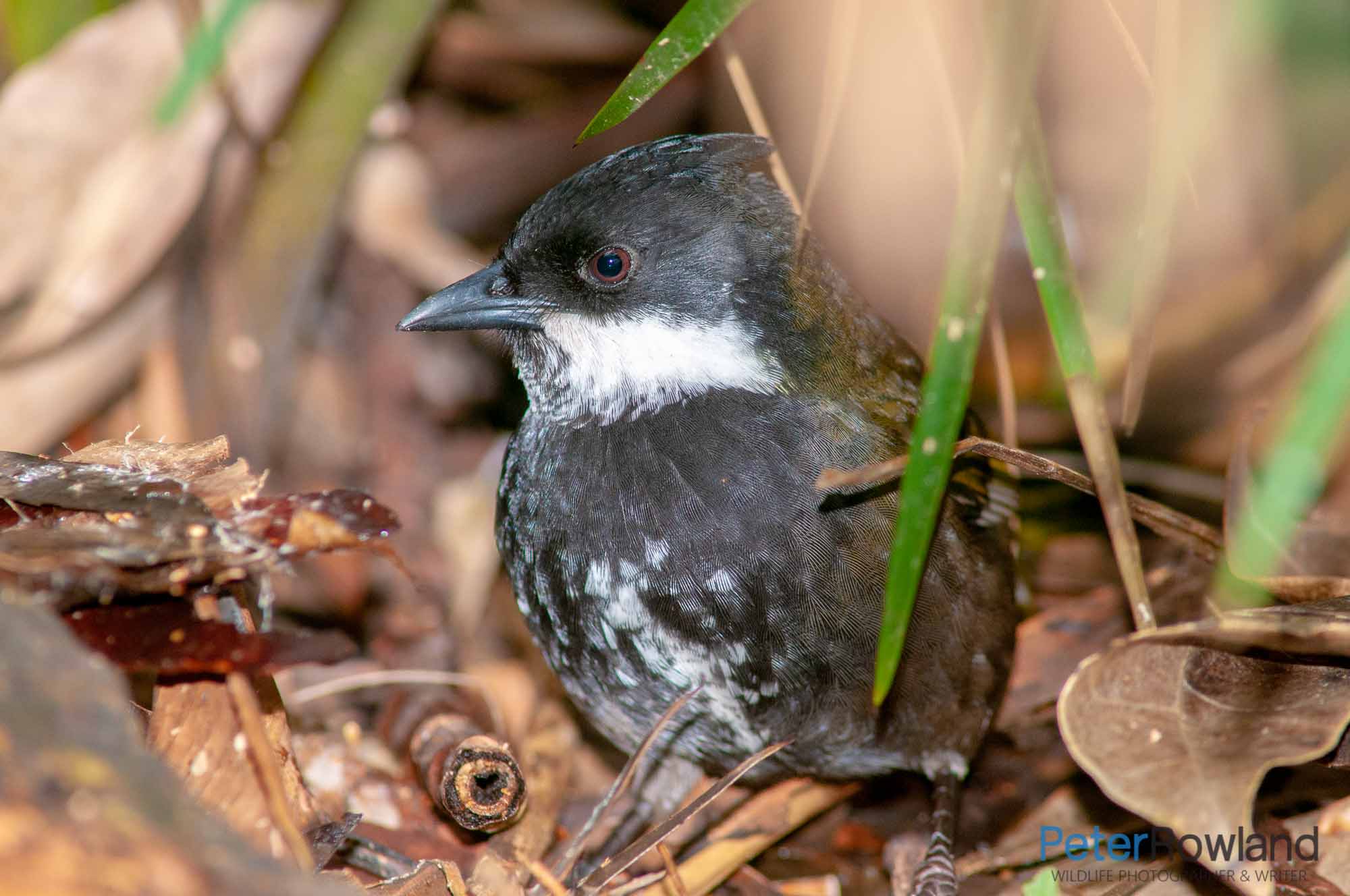Whipbirds and Wedgebills - Peter Rowland Photographer & Writer