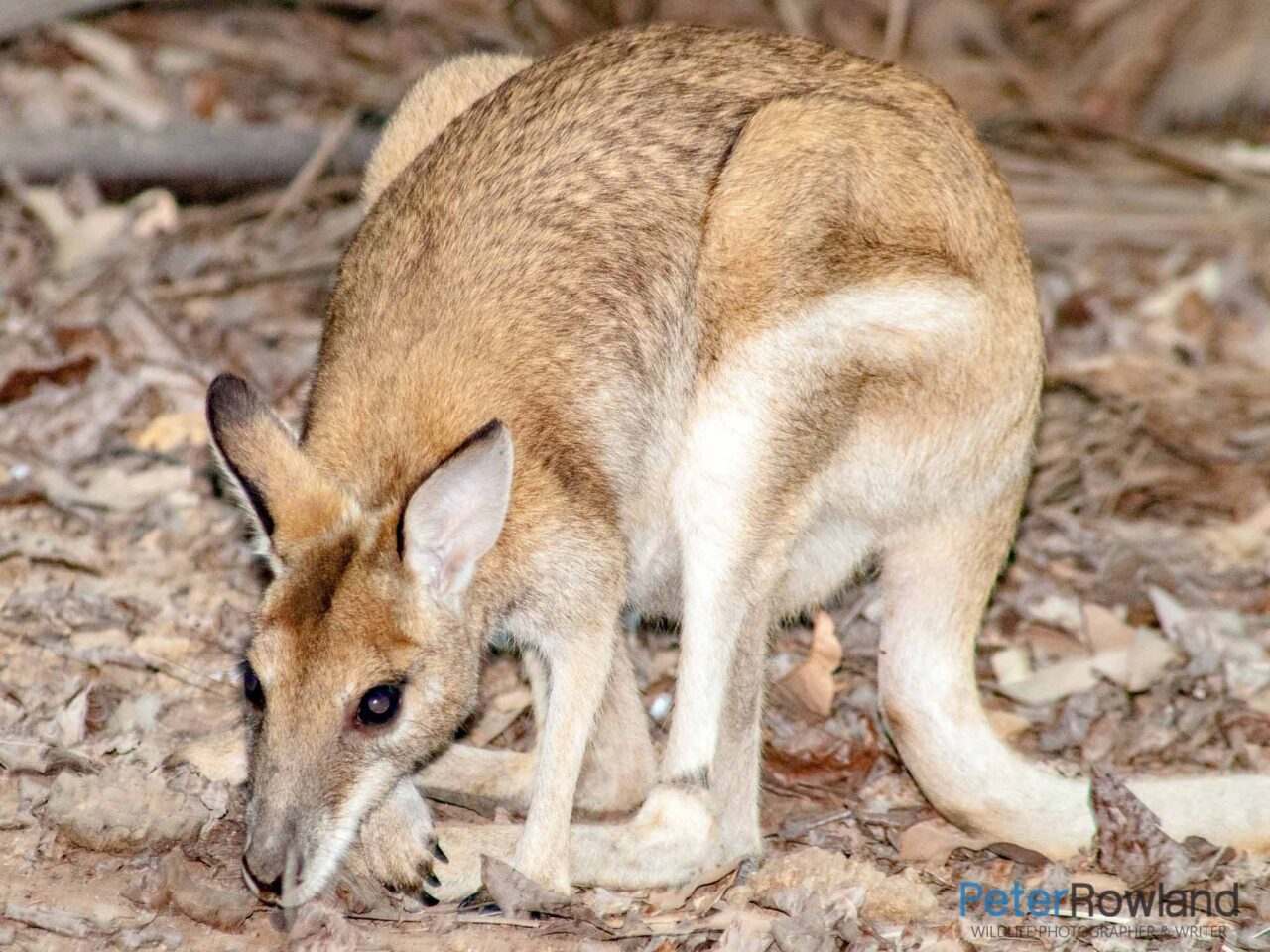 Agile Wallaby - Peter Rowland Photographer & Writer