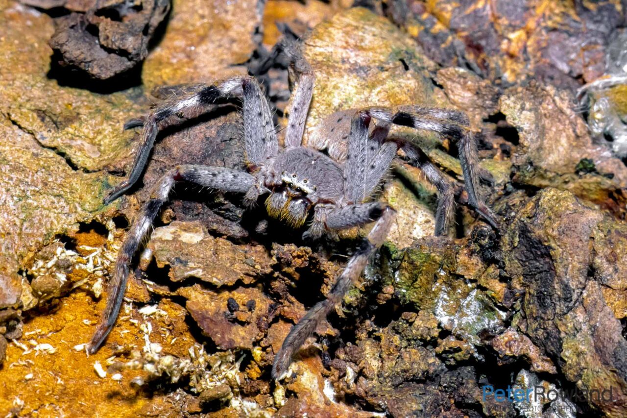 Beautiful Badge Huntsman - Peter Rowland Photographer & Writer