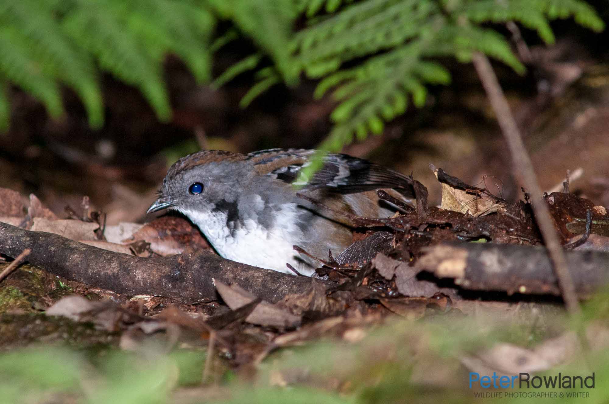 Australian Logrunner - Peter Rowland Photographer & Writer