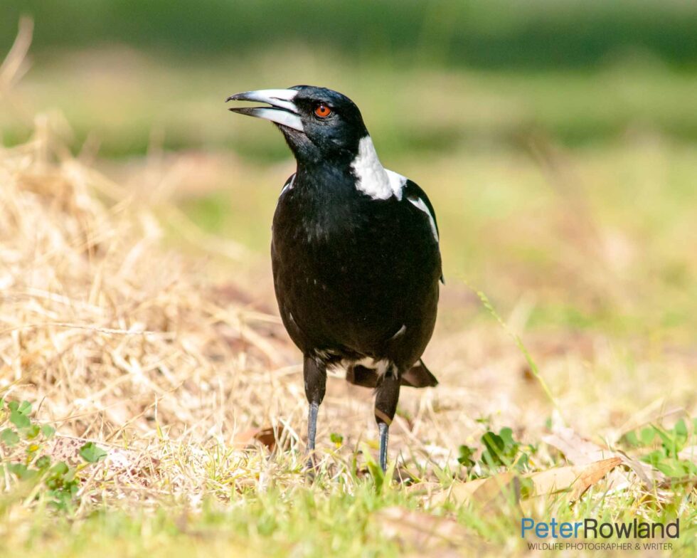 Australian Magpie - Peter Rowland Photographer & Writer