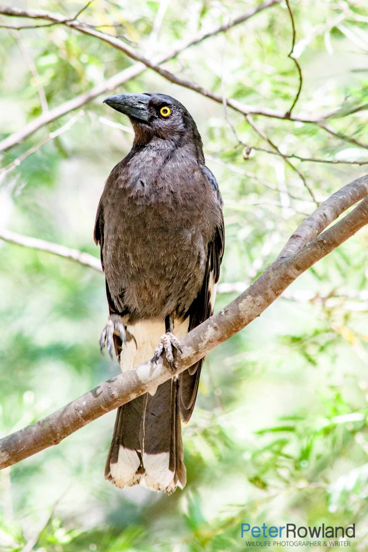 Pied Currawong - Peter Rowland Photographer & Writer