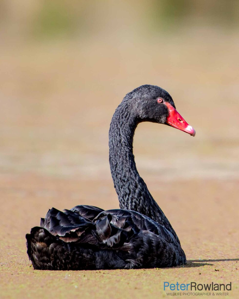 Black Swan - Peter Rowland Photographer & Writer