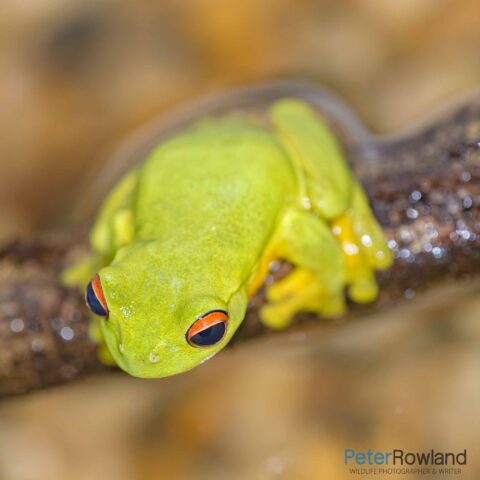 Dainty Green Tree Frog - Peter Rowland Photographer & Writer