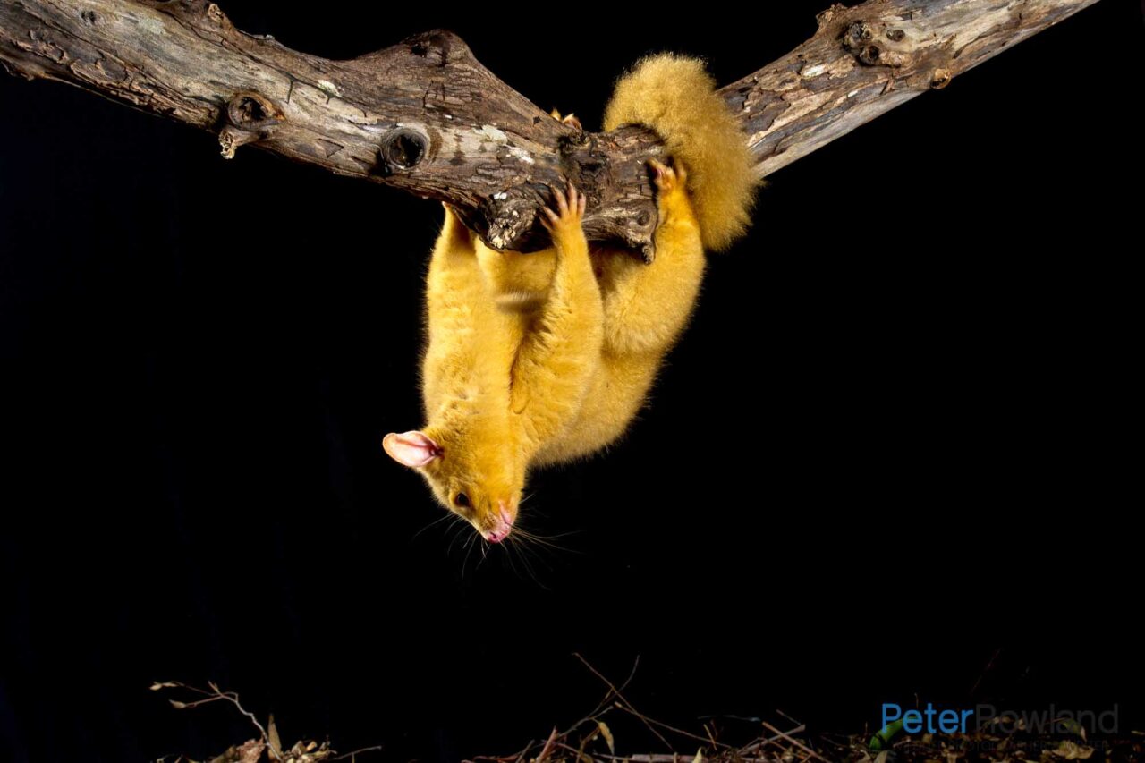 Common Brushtail Possum - Peter Rowland Photographer & Writer