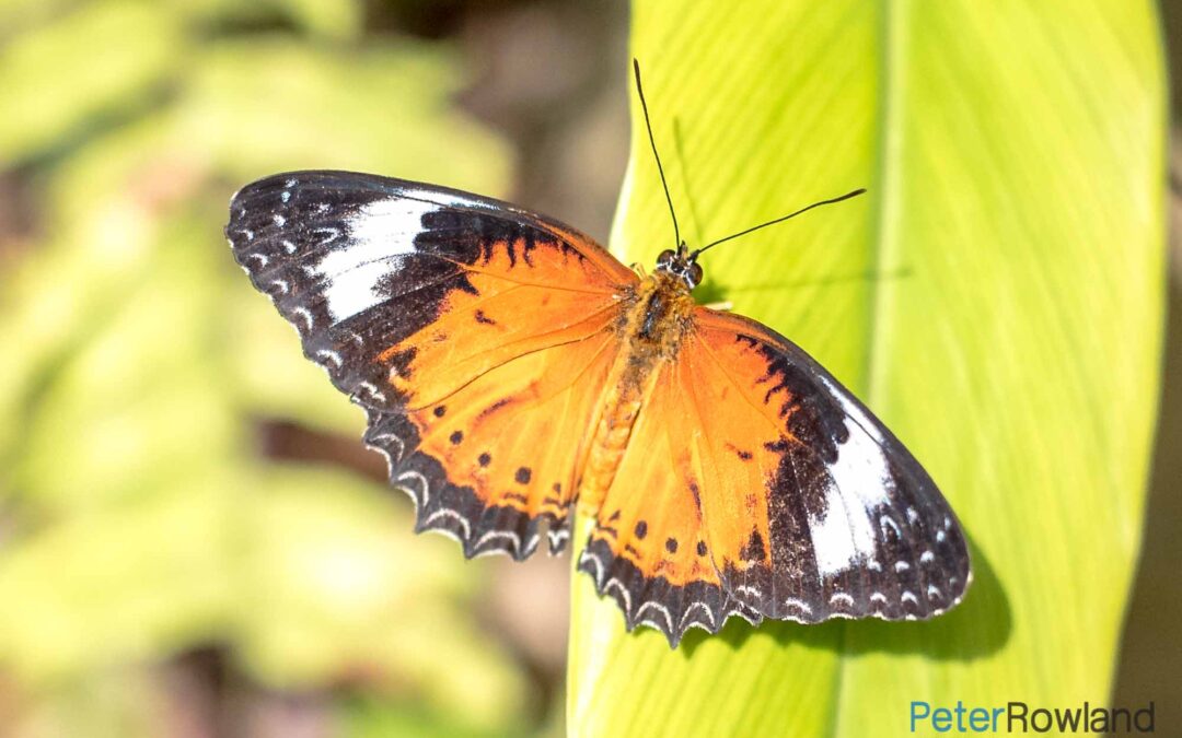 Moths Archives Peter Rowland Photographer Writer
