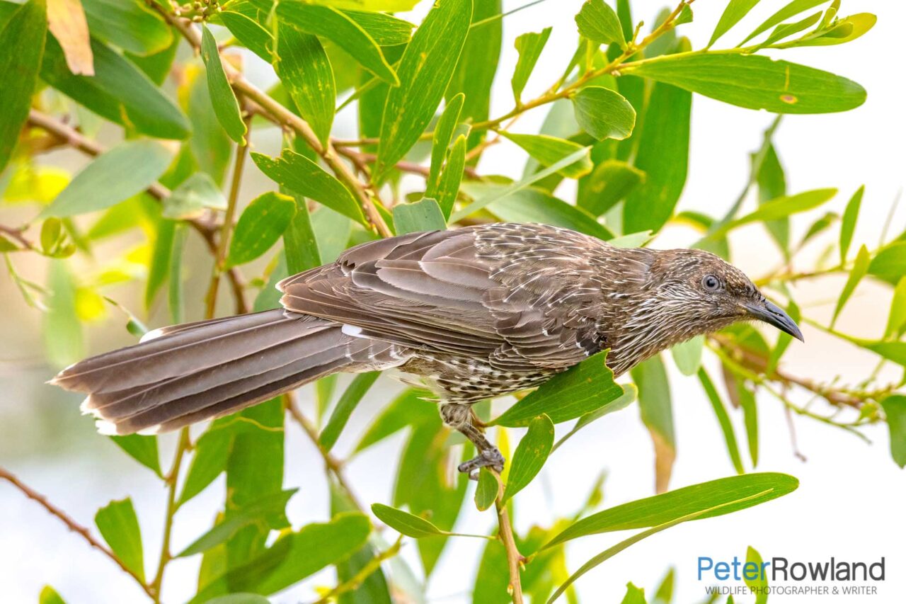 Little Wattlebird - Peter Rowland Photographer & Writer