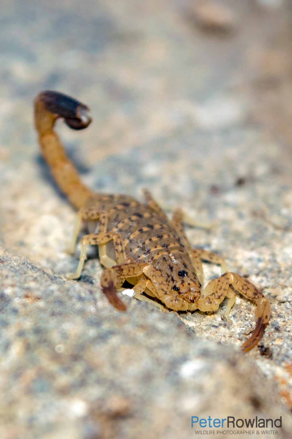 Spider-hunting Scorpion - Peter Rowland Photographer & Writer