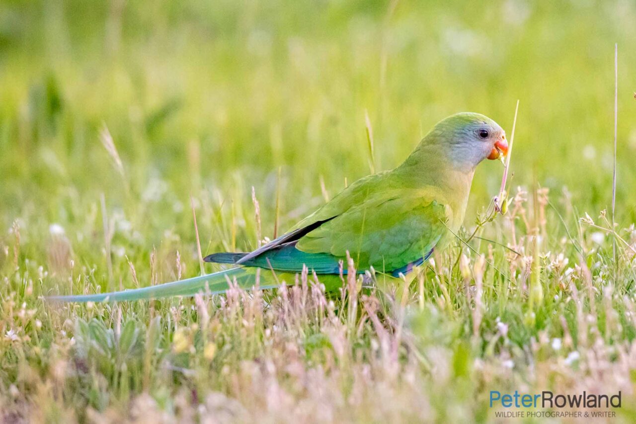 Superb Parrot - Peter Rowland Photographer & Writer
