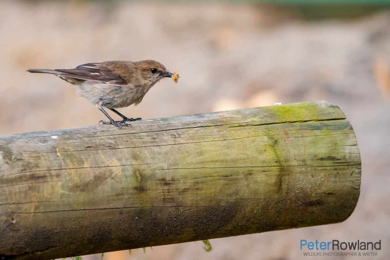 Dusky Robin - Peter Rowland Photographer & Writer