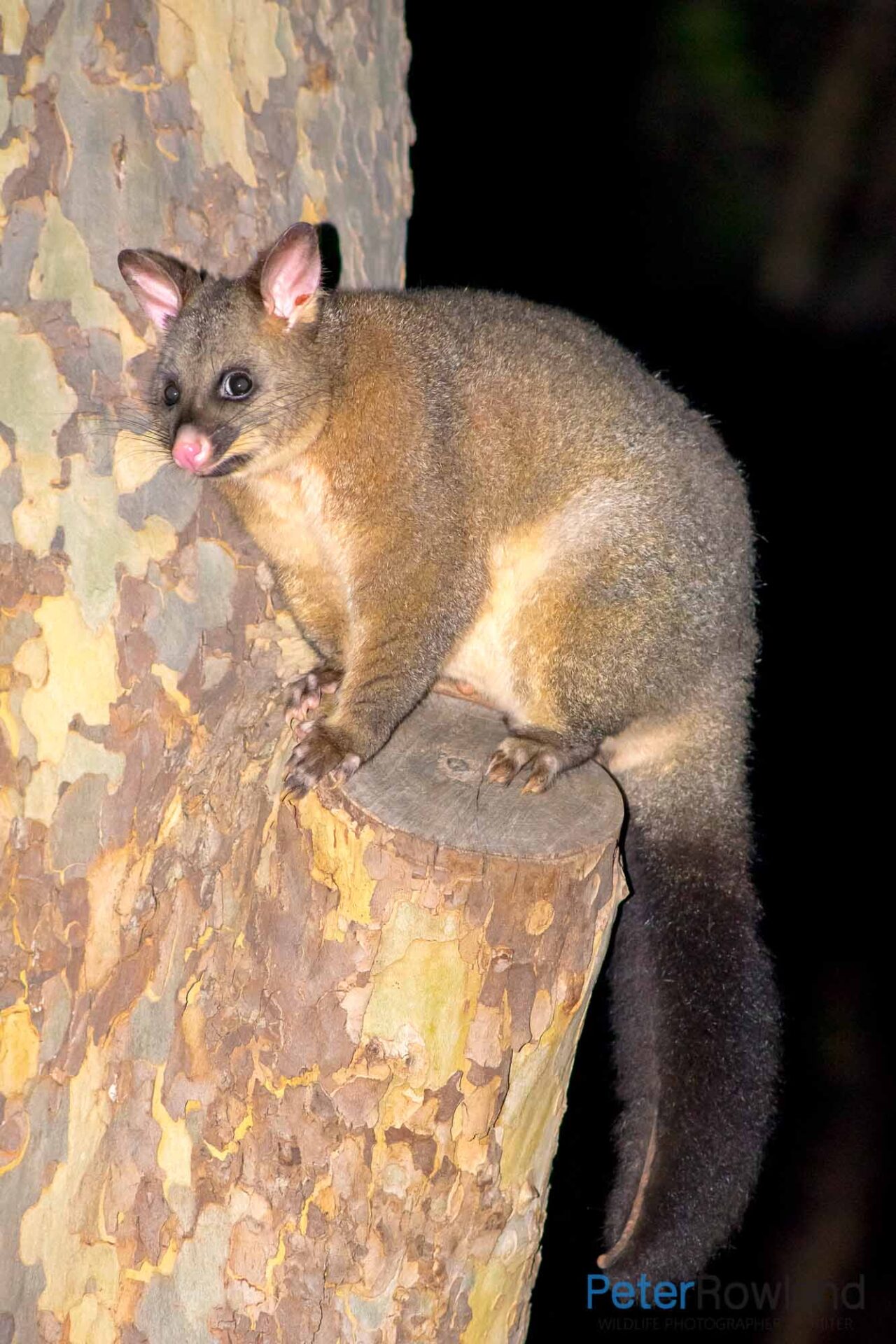 Common Brushtail Possum - Peter Rowland Photographer & Writer