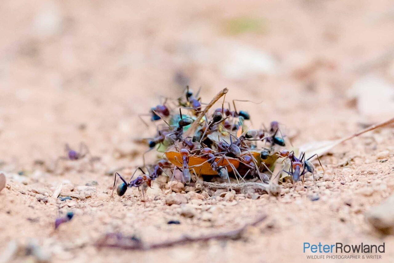 Meat Ant - Peter Rowland Photographer & Writer