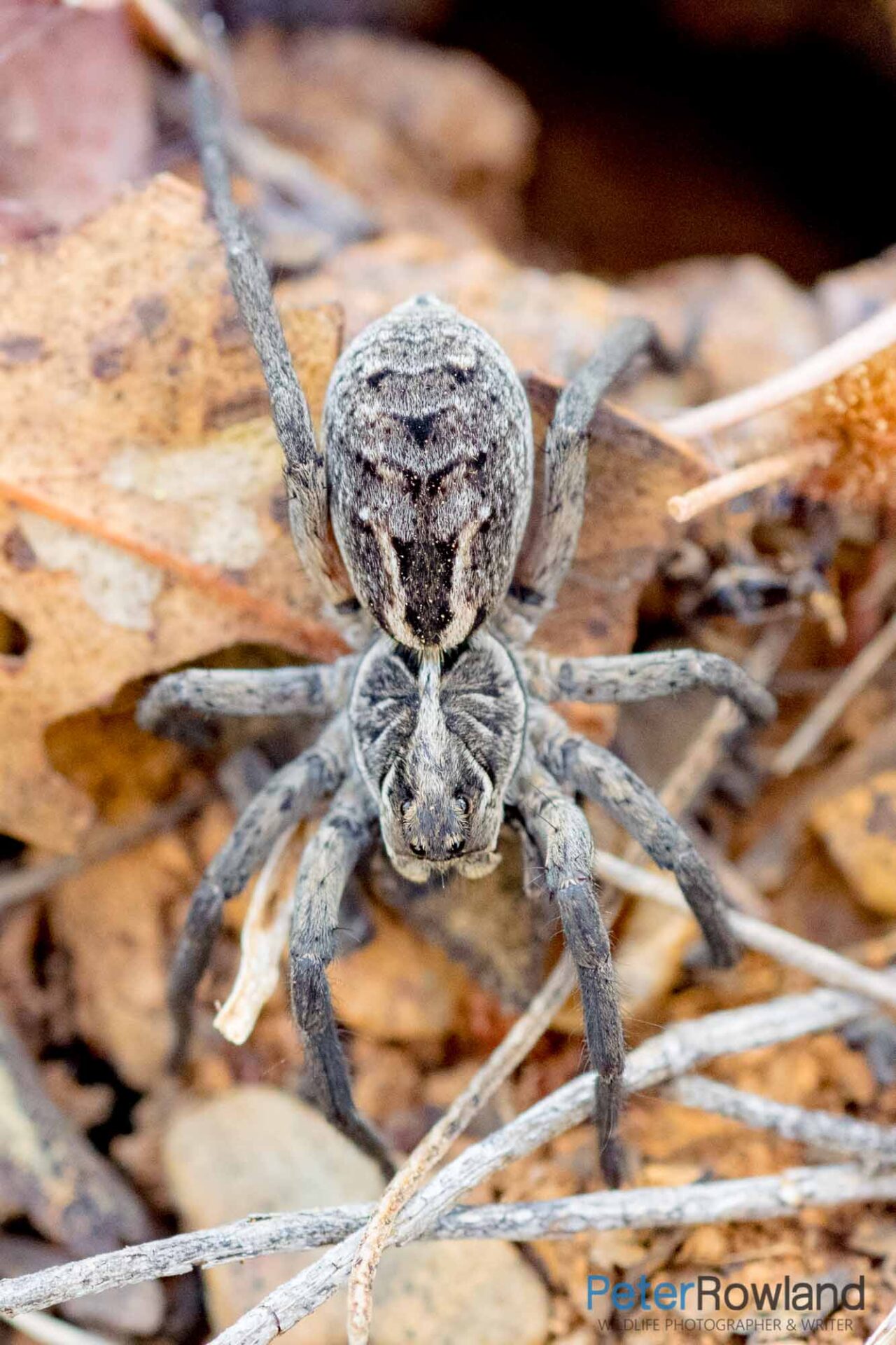 Garden Wolf Spider - Peter Rowland Photographer & Writer