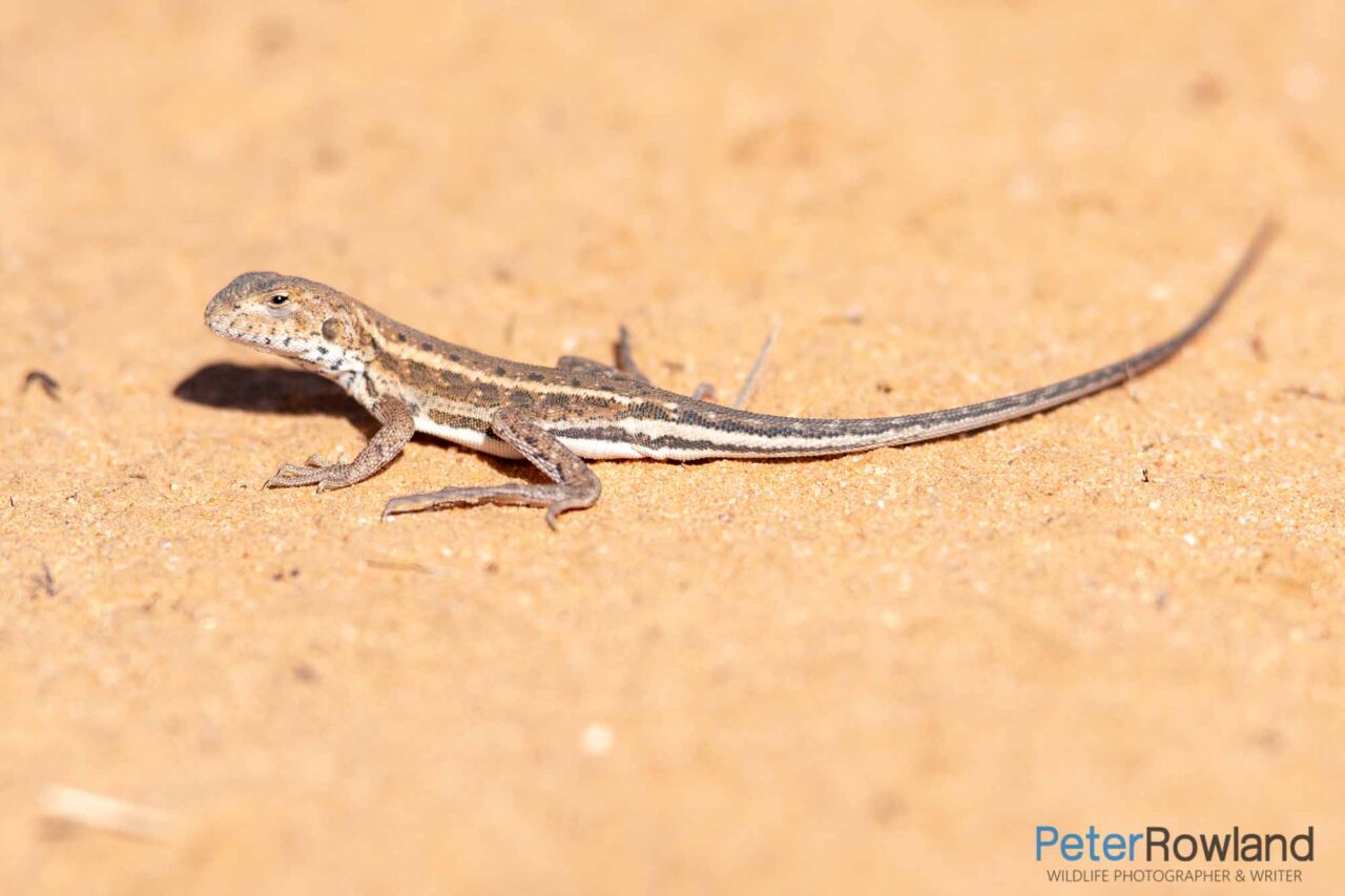 Mallee Military Dragon - Peter Rowland Photographer & Writer