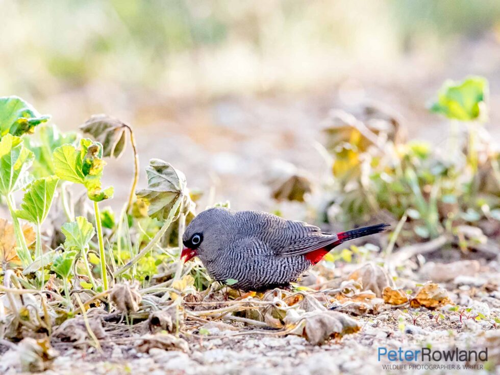 Beautiful Firetail - Peter Rowland Photographer & Writer