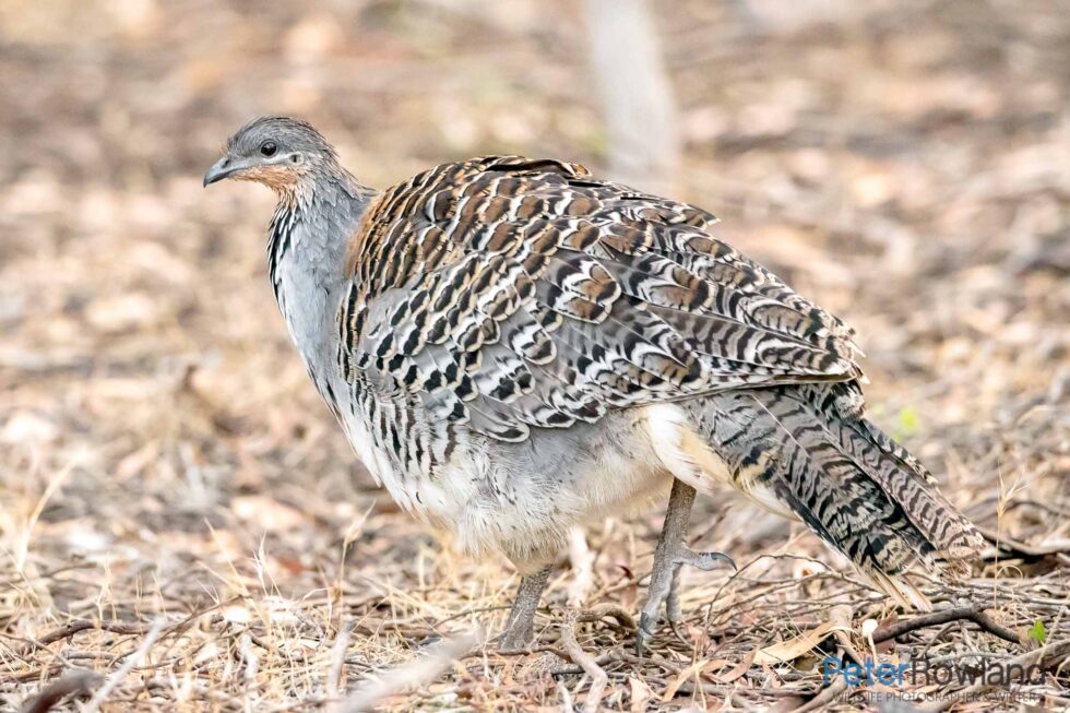 Malleefowl - Peter Rowland Photographer & Writer
