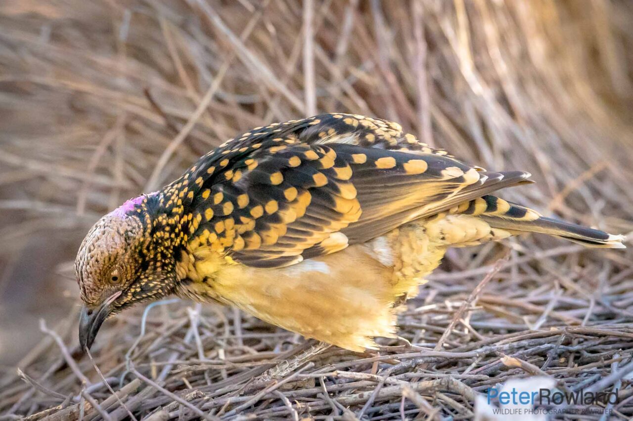 Western Bowerbird - Peter Rowland Photographer & Writer
