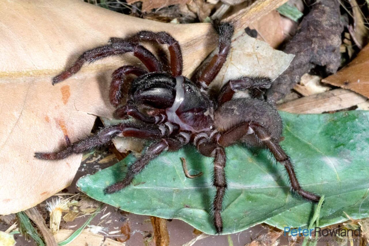 Common Brown Trapdoor - Peter Rowland Photographer & Writer