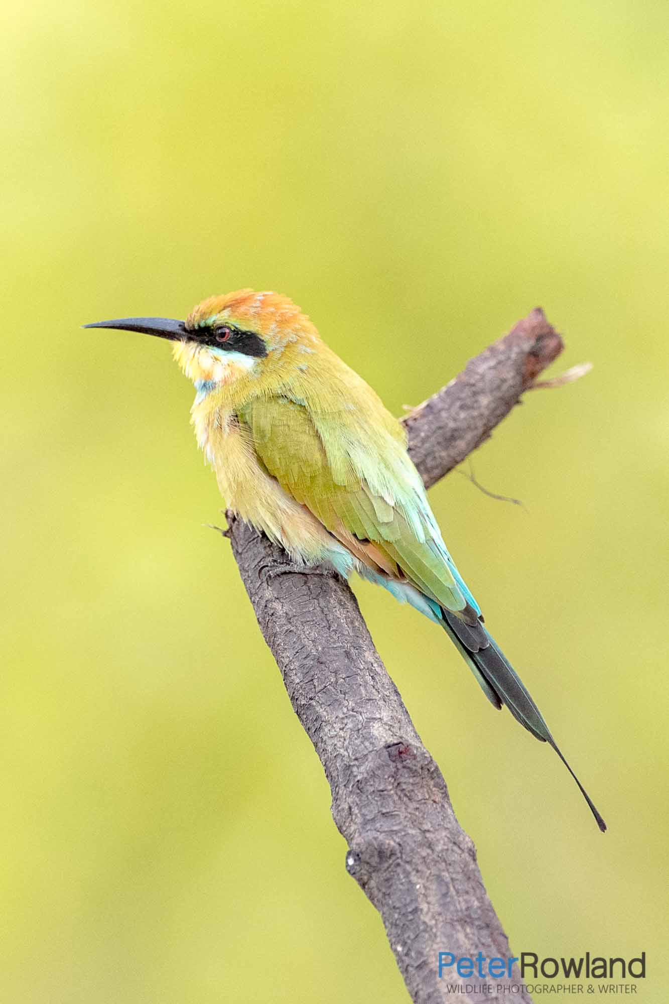 Rainbow Bee-eater - Peter Rowland Photographer & Writer