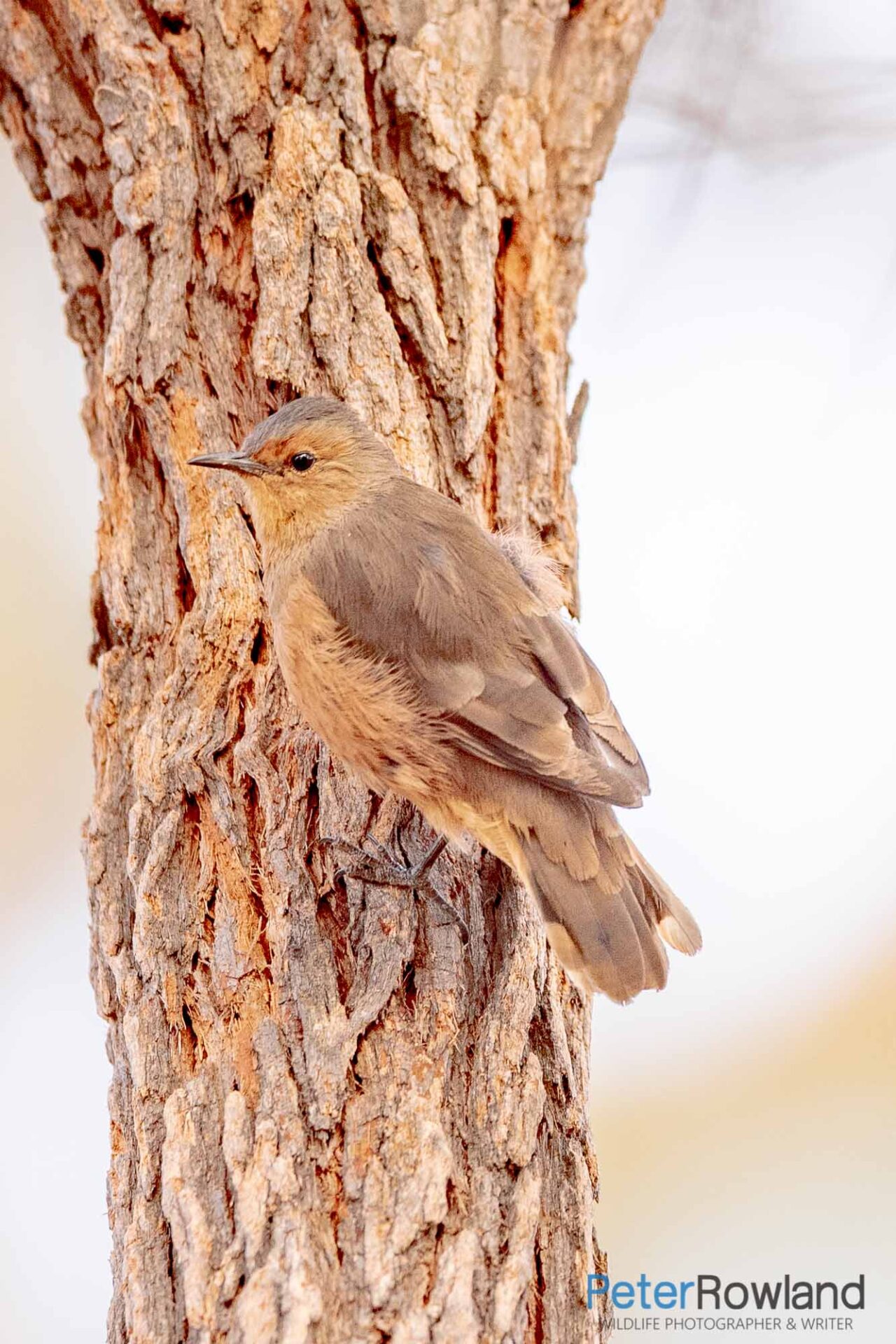 Rufous Treecreeper - Peter Rowland Photographer & Writer