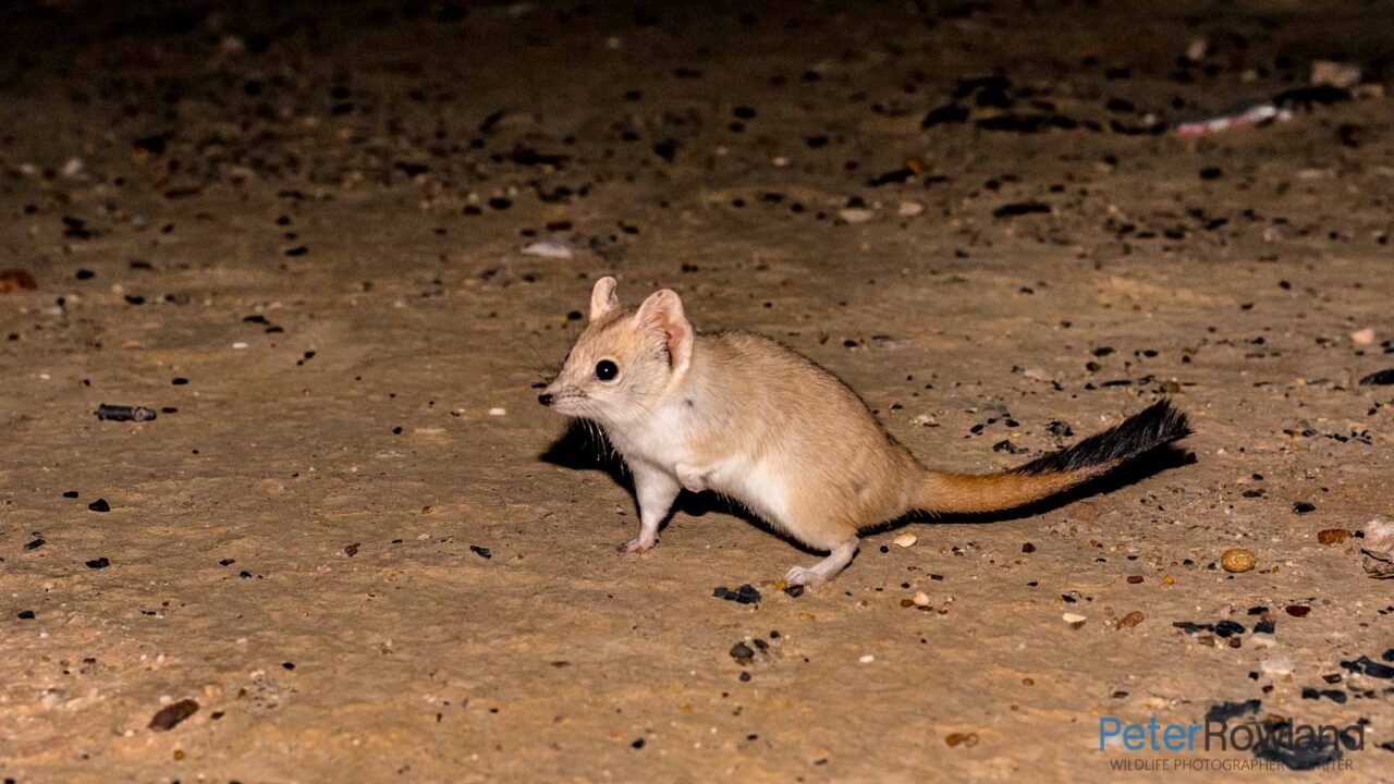 Crest-tailed Mulgara - Peter Rowland Photographer & Writer