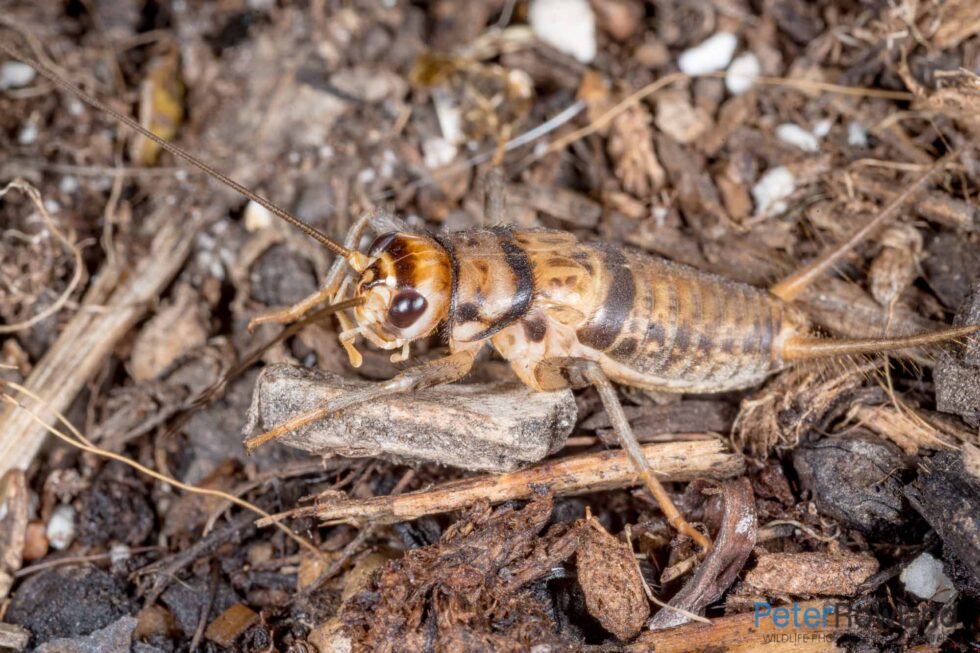 Tropical House Cricket - Peter Rowland Photographer & Writer