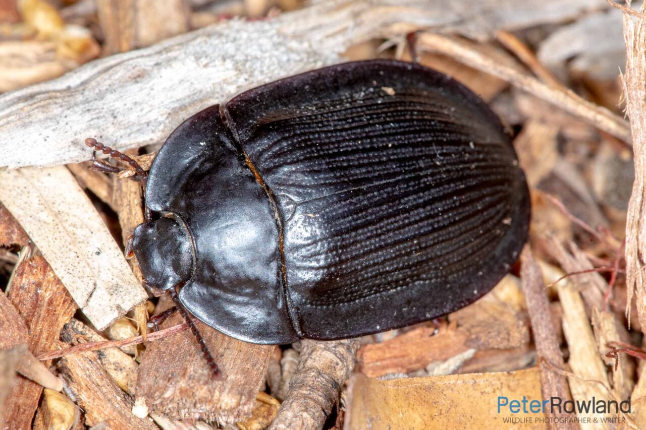 Pie-dish Beetle - Peter Rowland Photographer & Writer