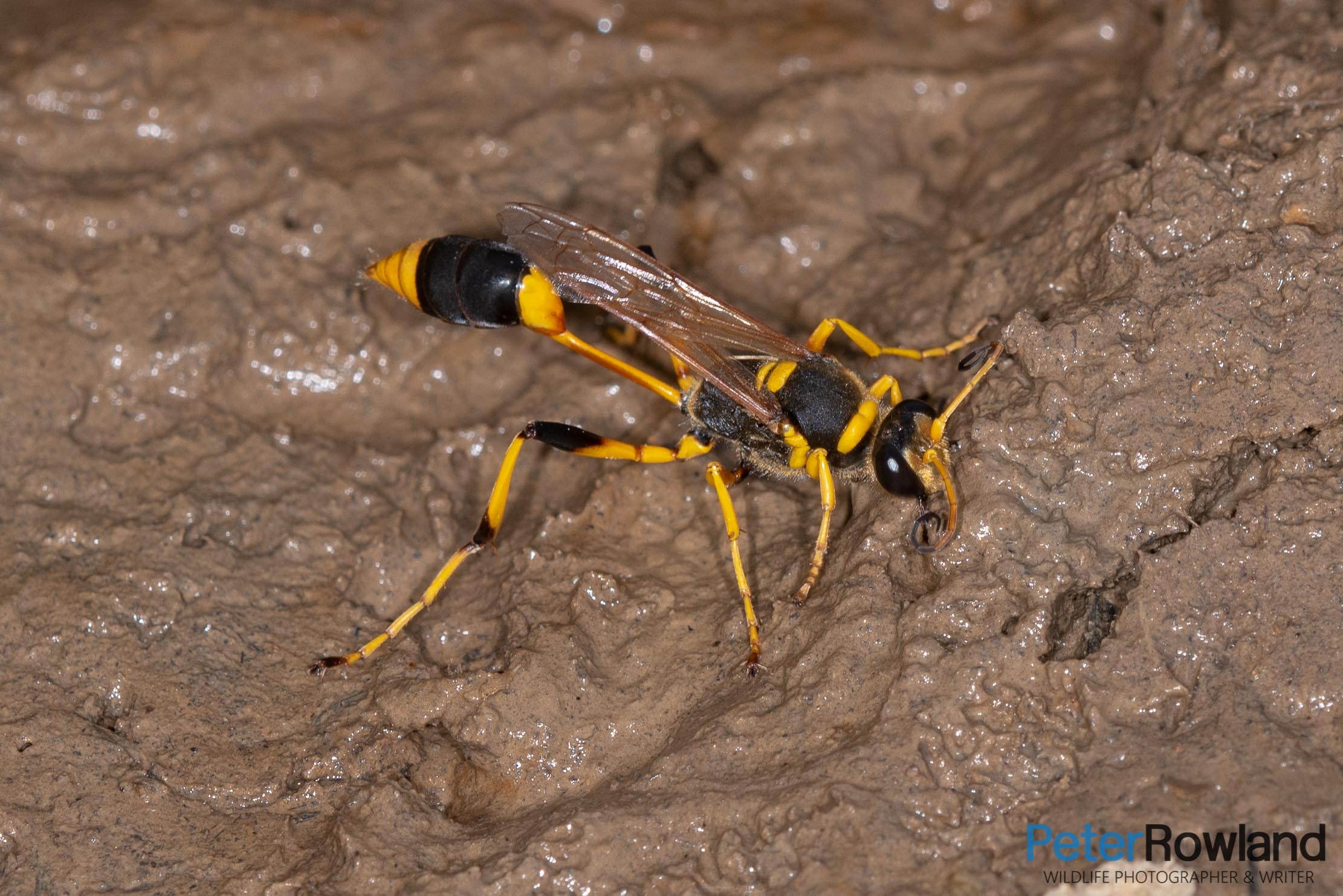 Mud Dauber Wasp Peter Rowland Photographer Writer Mud Dauber Wasp Peter Rowland Photographer Writer