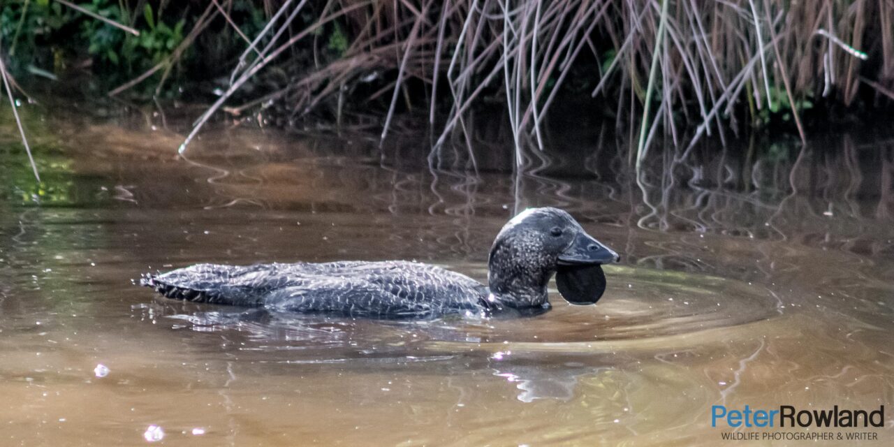 Musk Duck - Peter Rowland Photographer & Writer