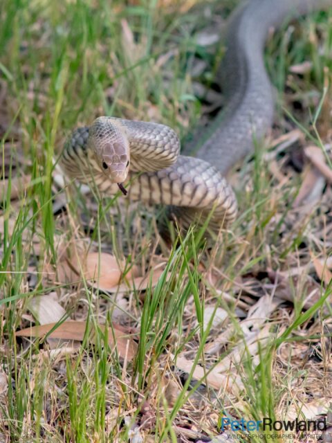 Common Brown Snake - Peter Rowland Photographer & Writer