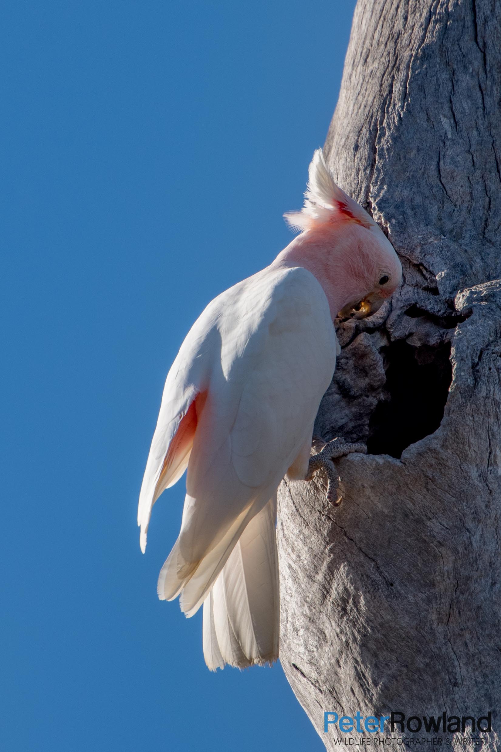 Major Mitchell's Cockatoo - Peter Rowland Photographer & Writer