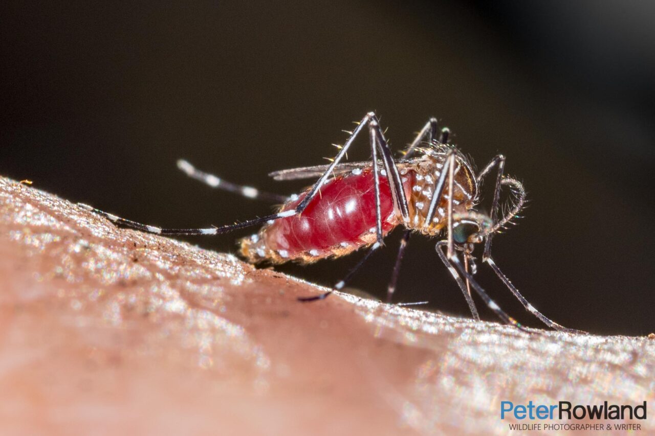 Striped Mosquito - Peter Rowland Photographer & Writer